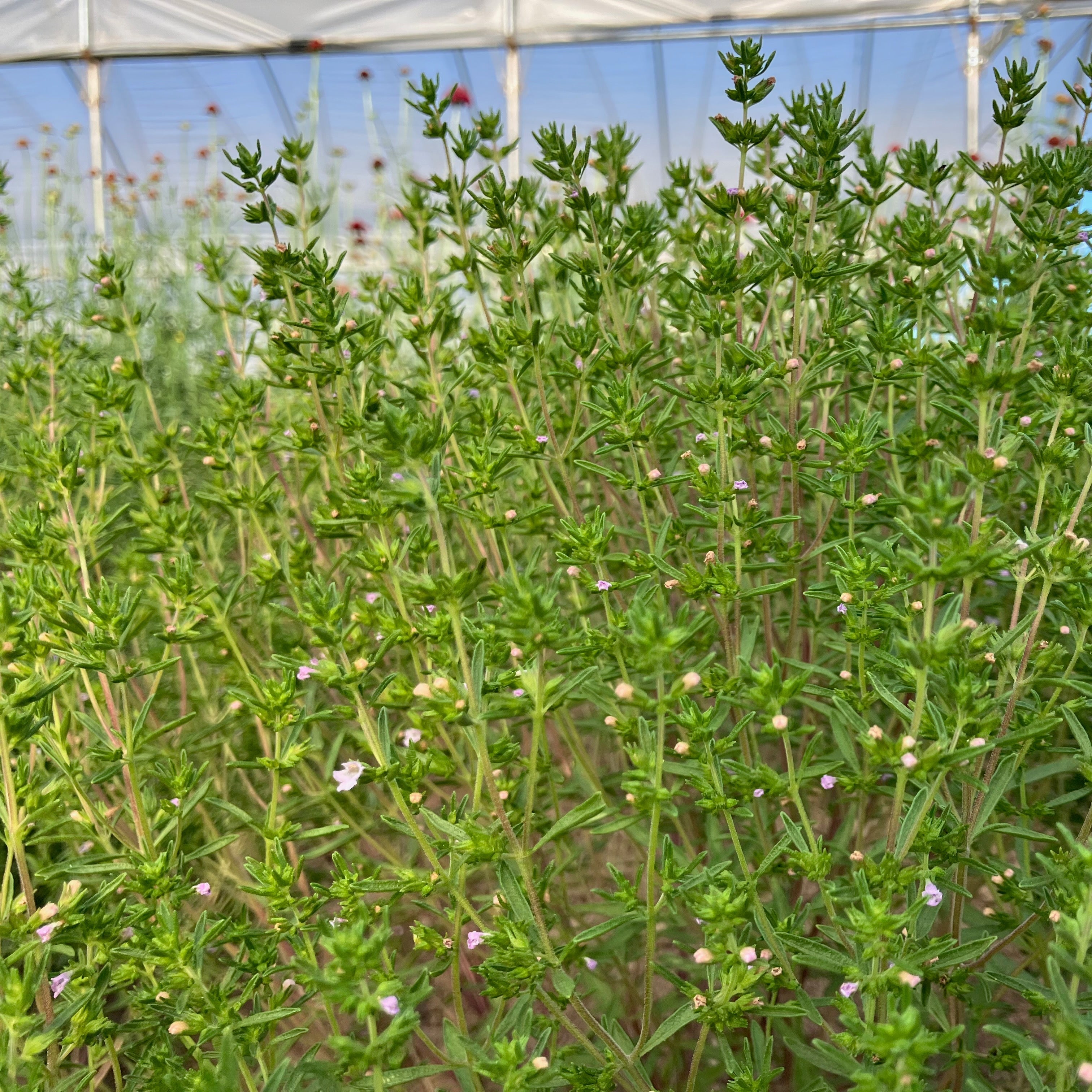 Wholesale Herbs – Summertime Seed Co.
