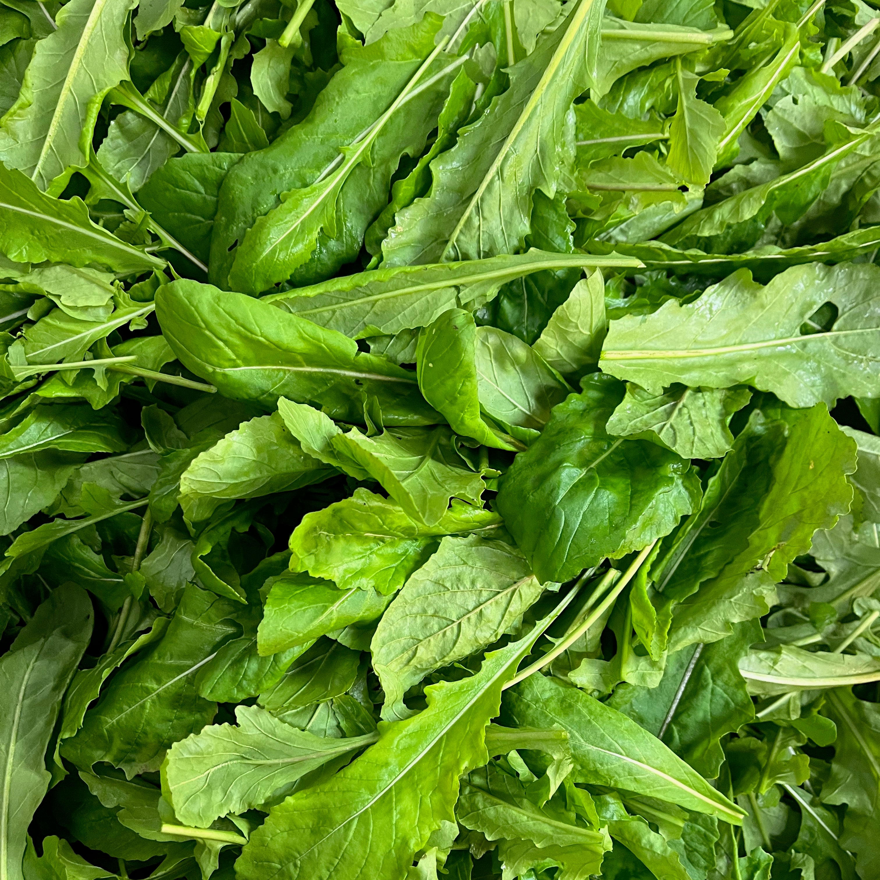 Arugula ⁃ Organic Seed - Astro – Summertime Seed Co.