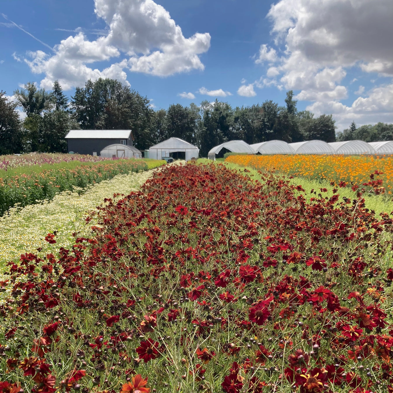 Coreopsis - Roulette – Summertime Seed Co.