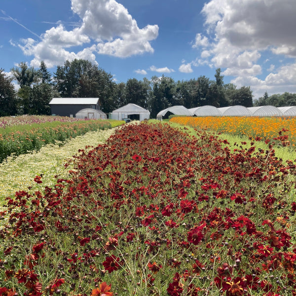 Coreopsis - Roulette – Summertime Seed Co.