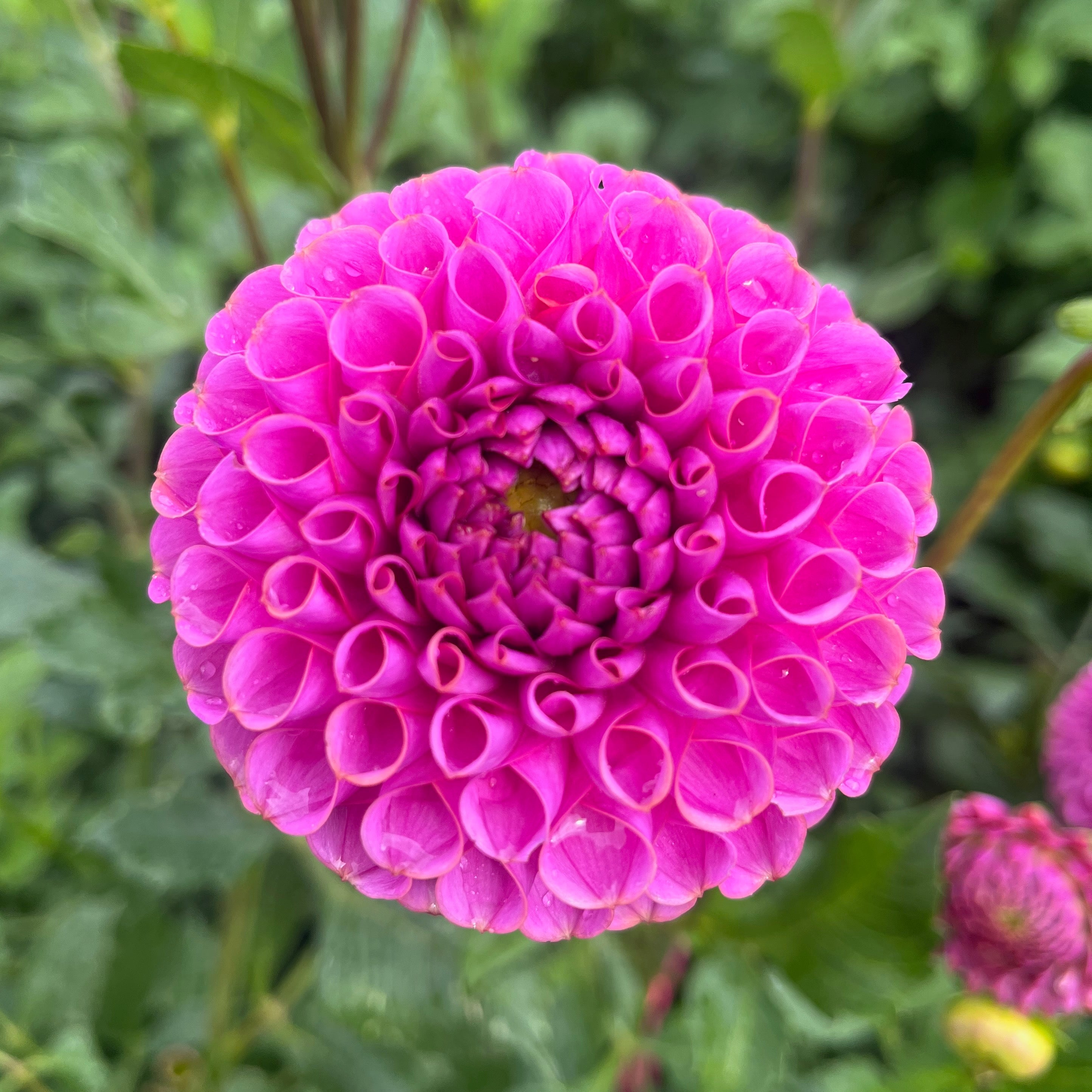 Dahlia Tuber - Isabel – Summertime Seed Co.