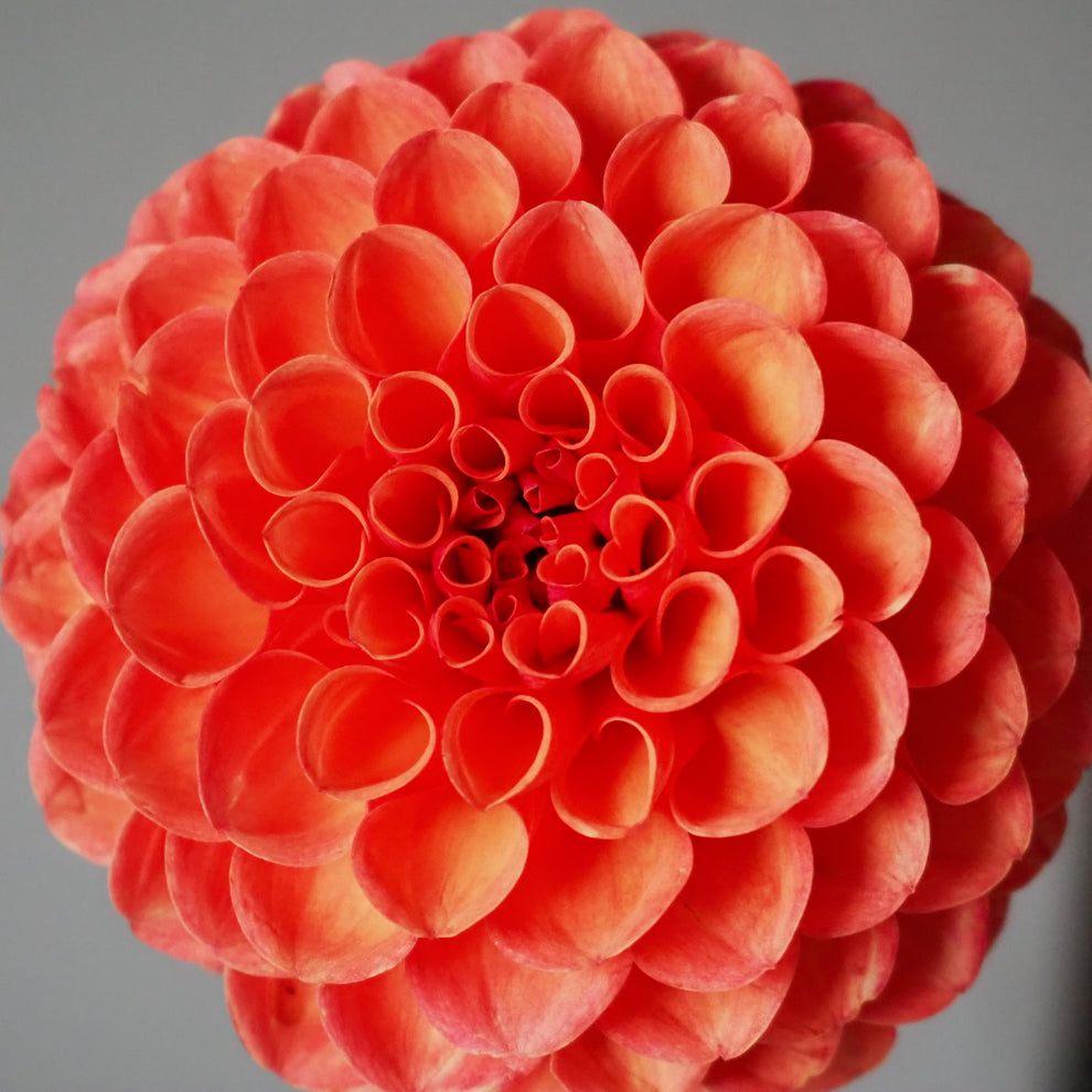 Dahlia Tuber - Valley Rust Bucket – Summertime Seed Co.