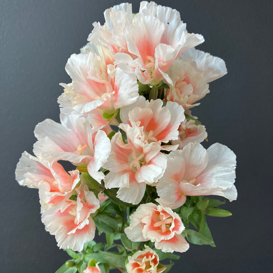 Clarkia (Godetia) ⁃ Organic Seed - Grace Shell Pink – Summertime Seed Co.