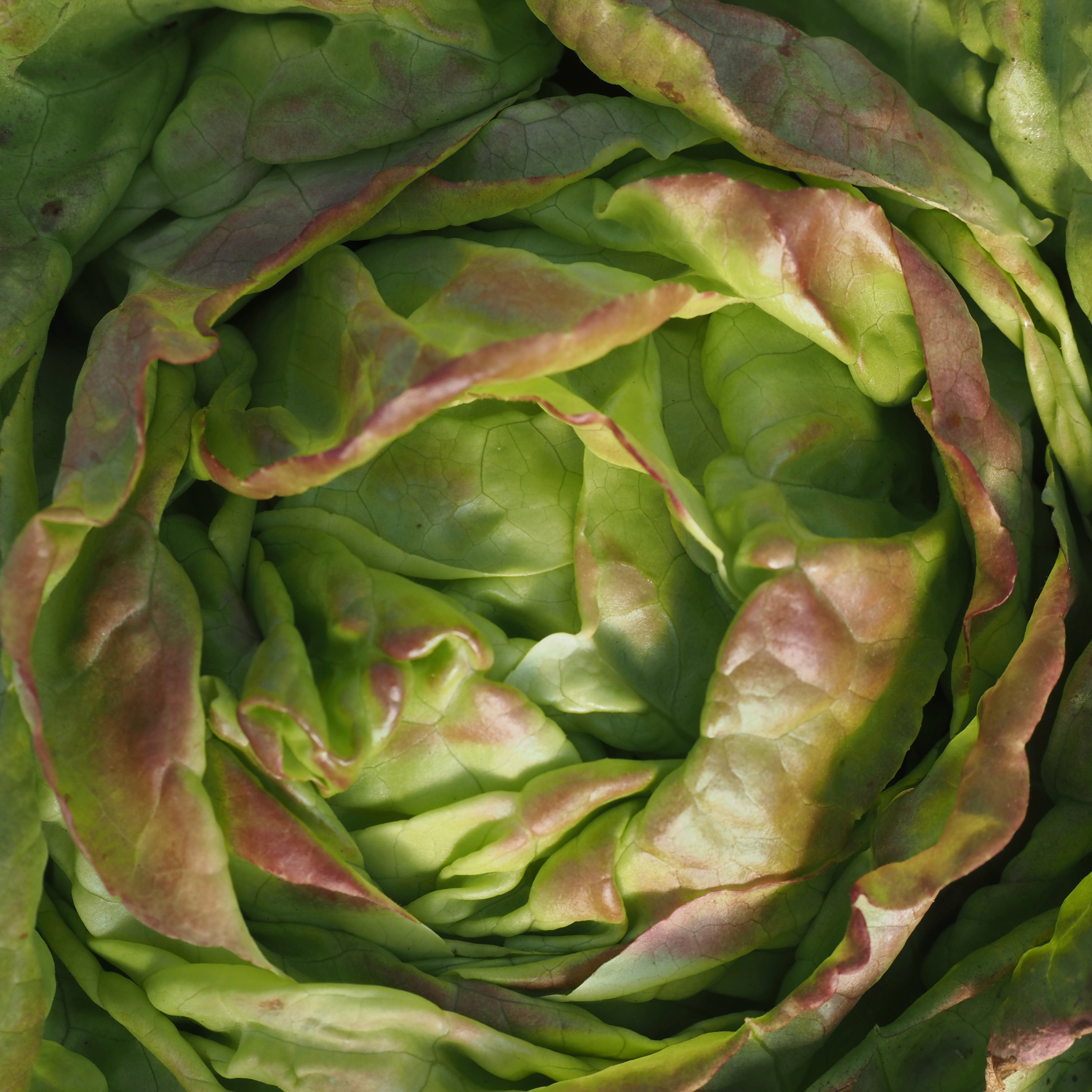 Lettuce – Summertime Seed Co.