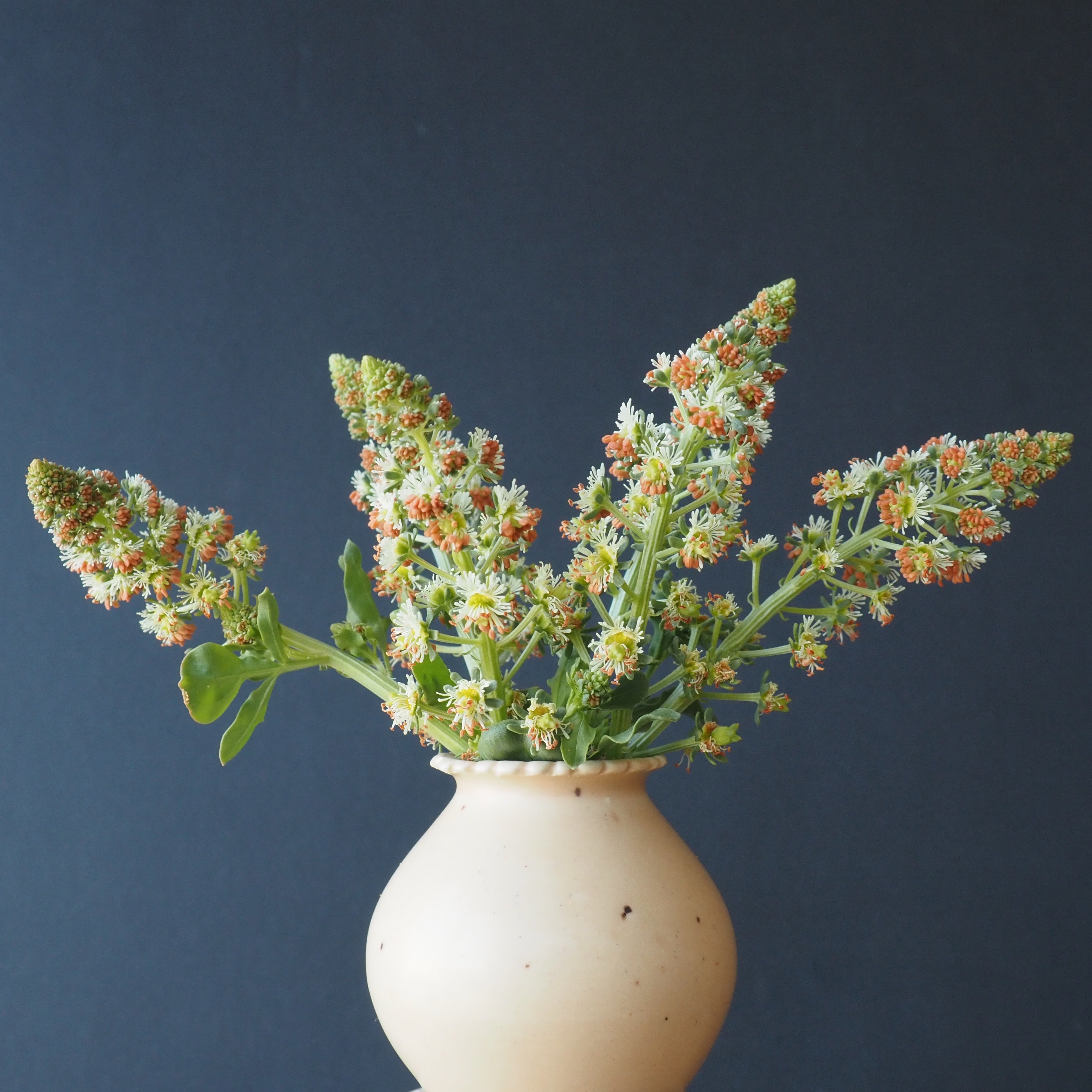 Mignonette – Summertime Seed Co.