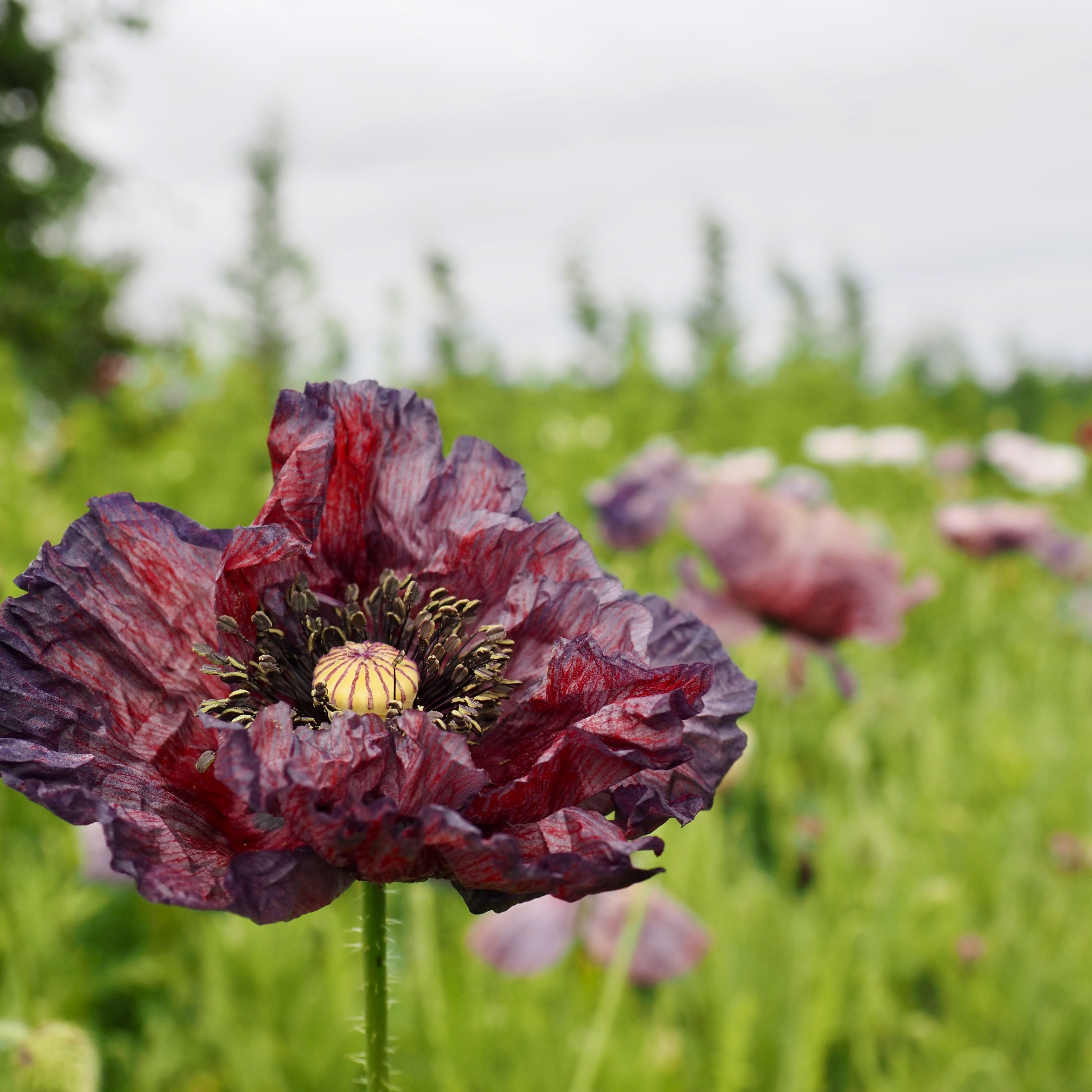 Poppy - Amazing Grey – Summertime Seed Co.
