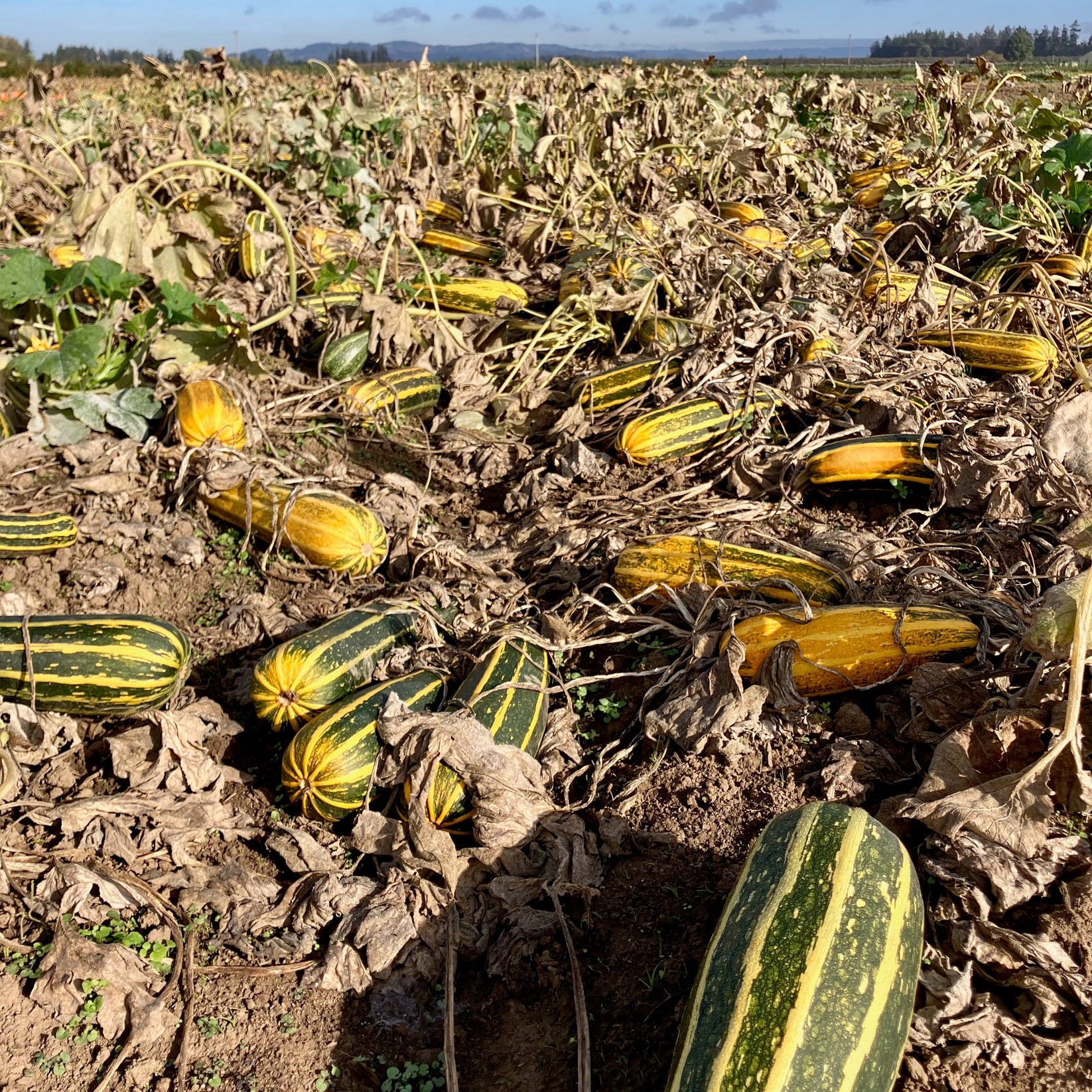 Squash, Summer - Costata Romanesco – Summertime Seed Co.