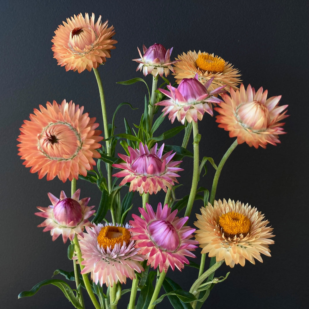 Flowers – Page 4 – Summertime Seed Co.