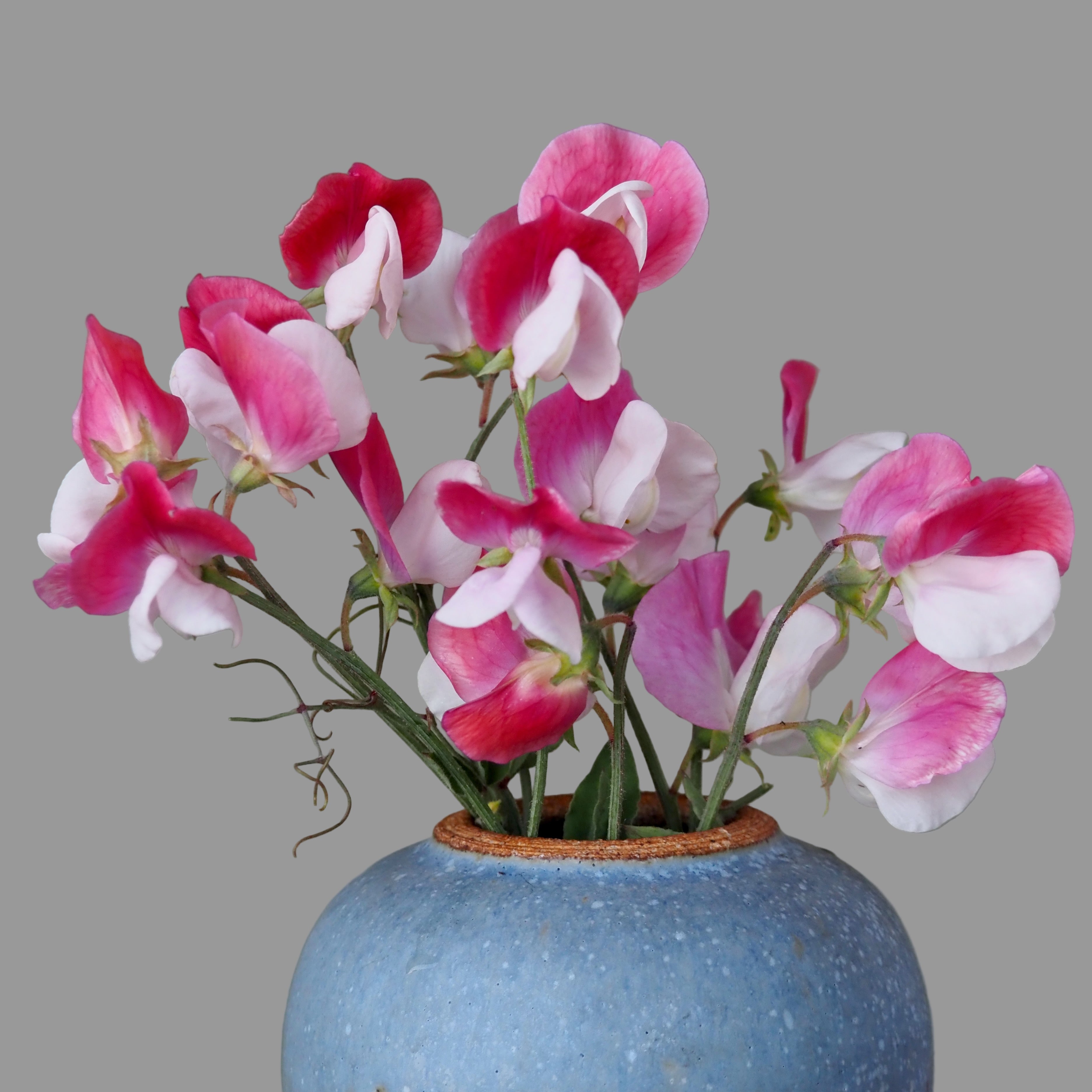 Sweet Pea – Painted Lady – Summertime Seed Co.