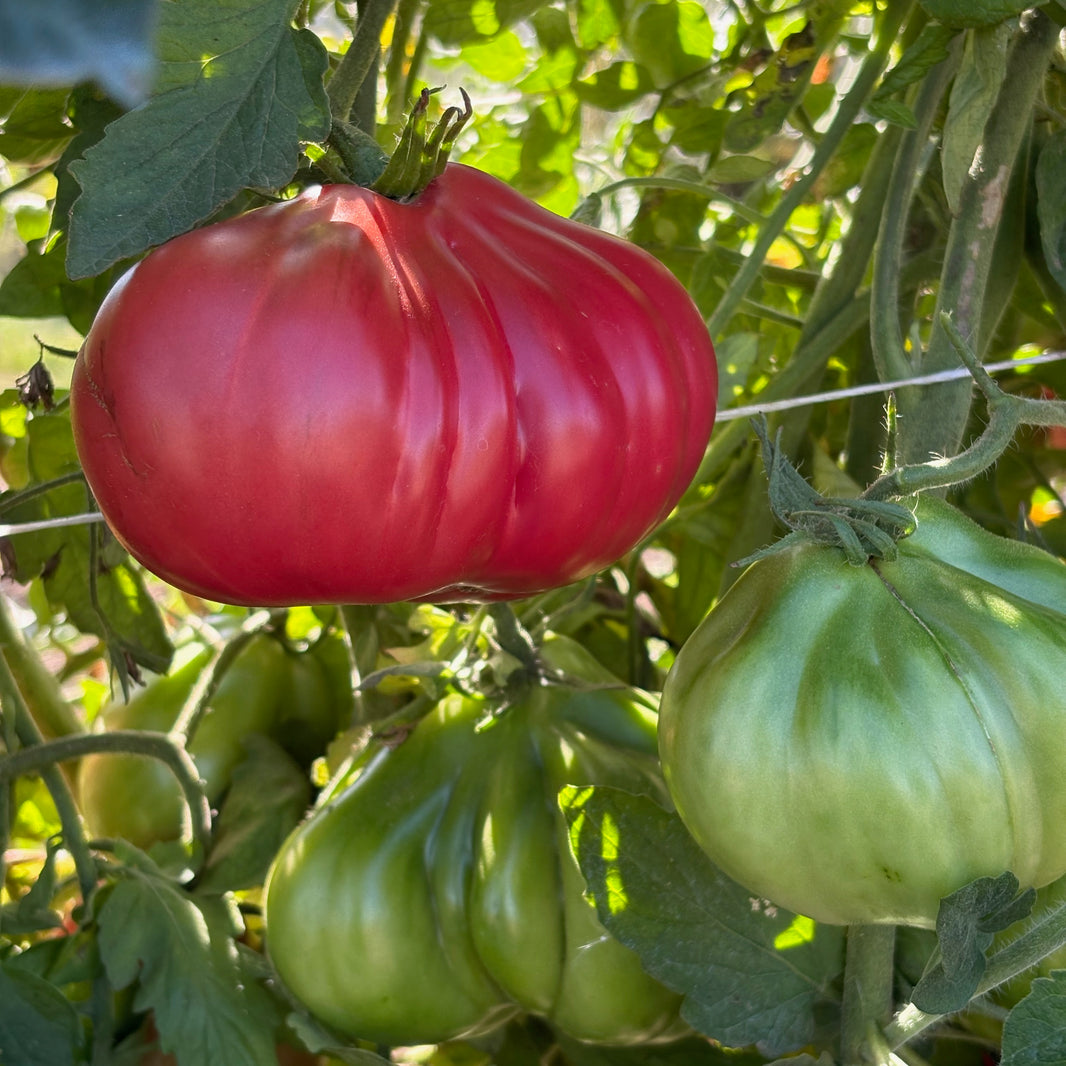 Tomatoes – Summertime Seed Co.