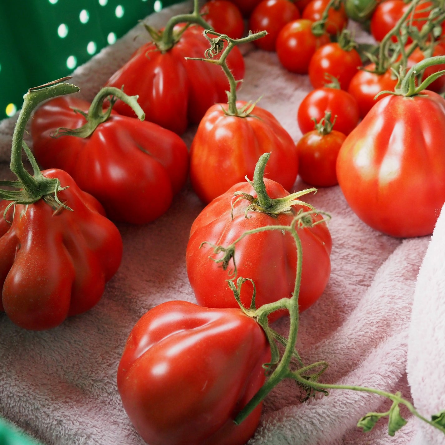 Tomato ⁃ Organic Seed - Astiana – Summertime Seed Co.