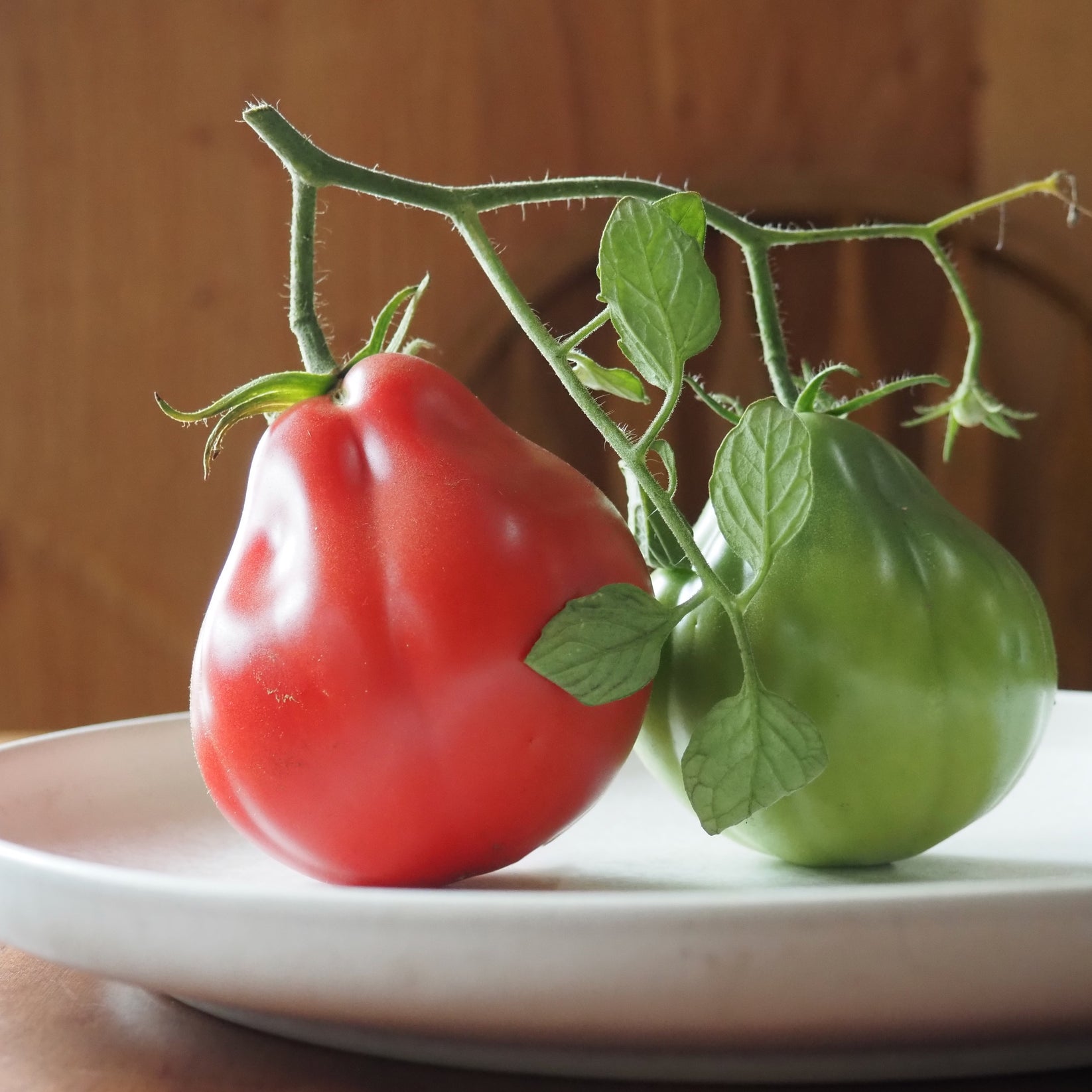 Tomato ⁃ Organic Seed - Astiana – Summertime Seed Co.