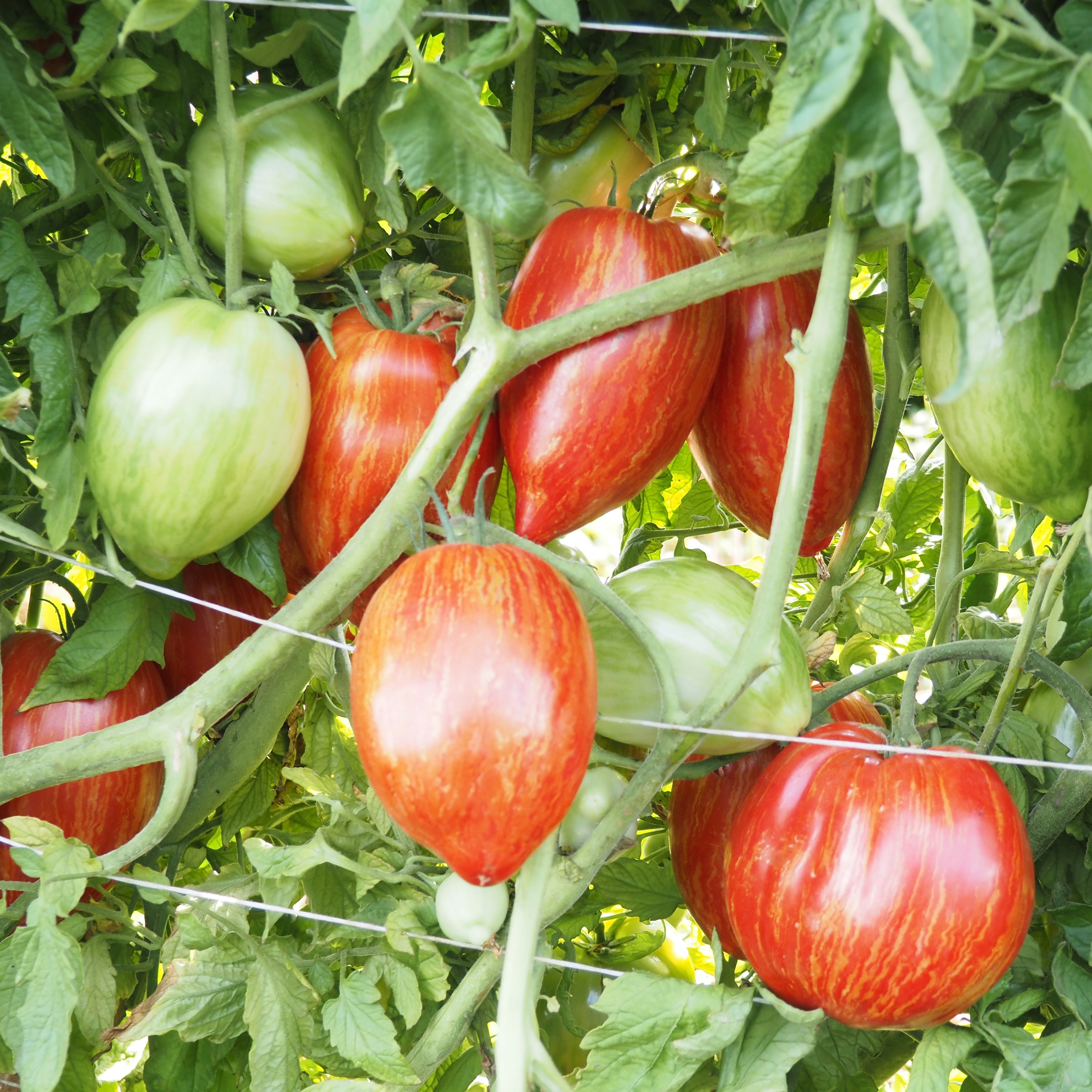 Tomato ⁃ Organic Seed - Speckled Roman – Summertime Seed Co.