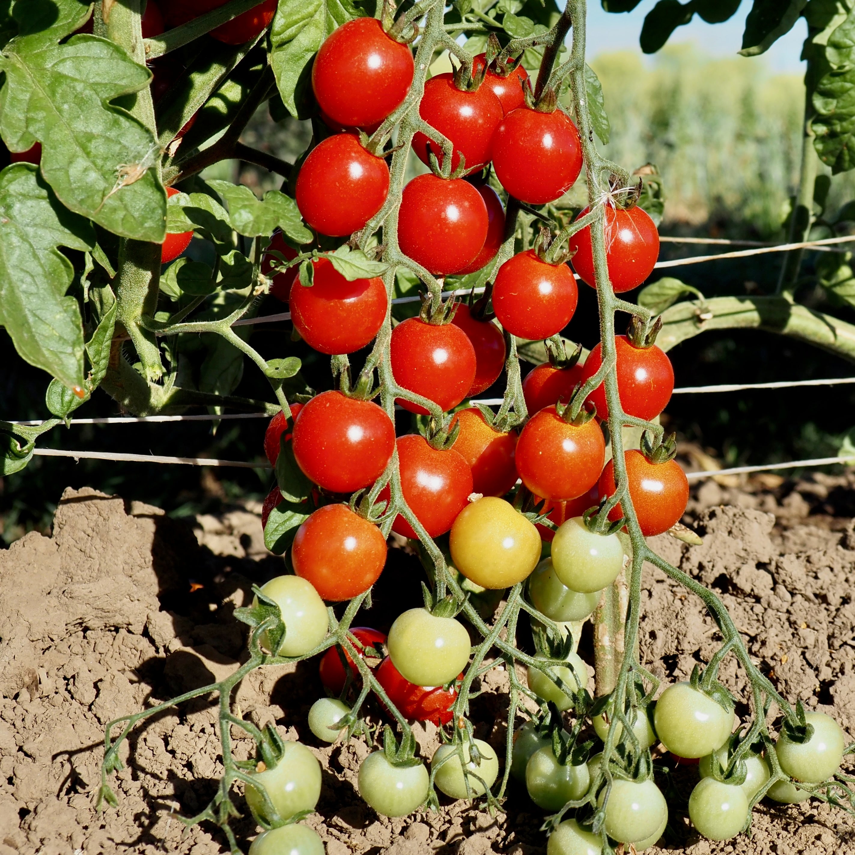 Tomato ⁃ Organic Seed - Sweet Aperitif – Summertime Seed Co.