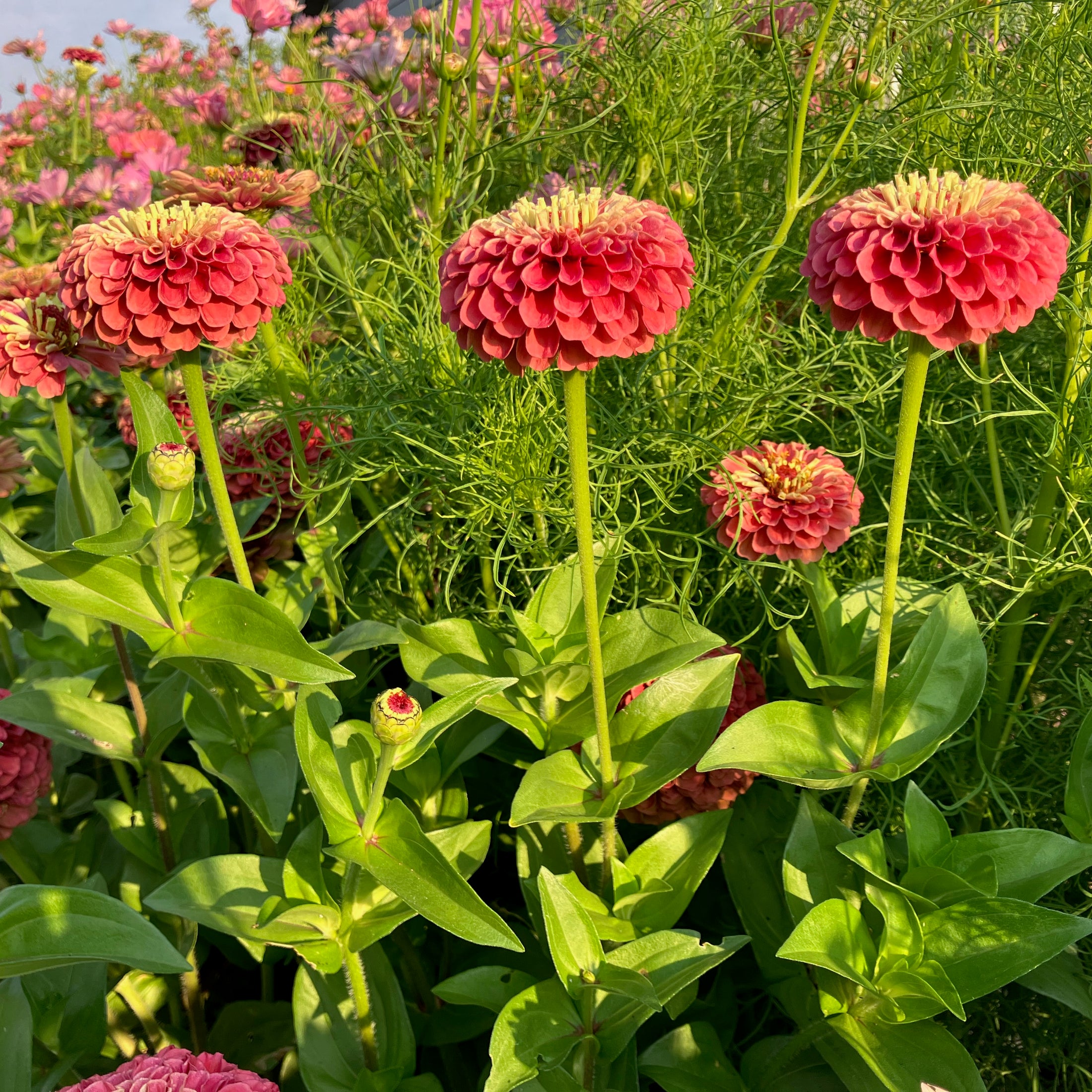 Zinnia ⁃ Organic Seed - Queeny Red Lime – Summertime Seed Co.