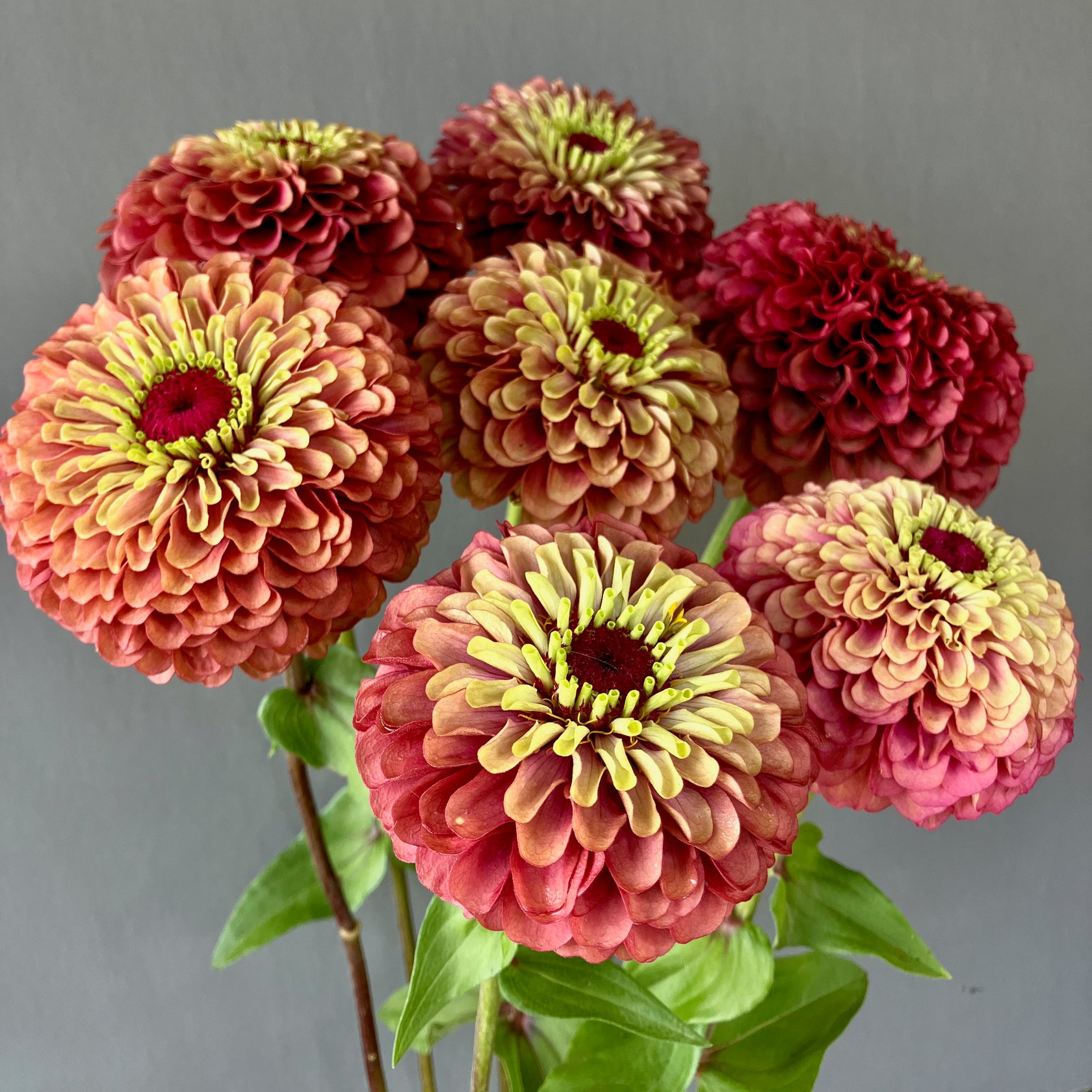 Zinnia ⁃ Organic Seed - Queeny Red Lime – Summertime Seed Co.