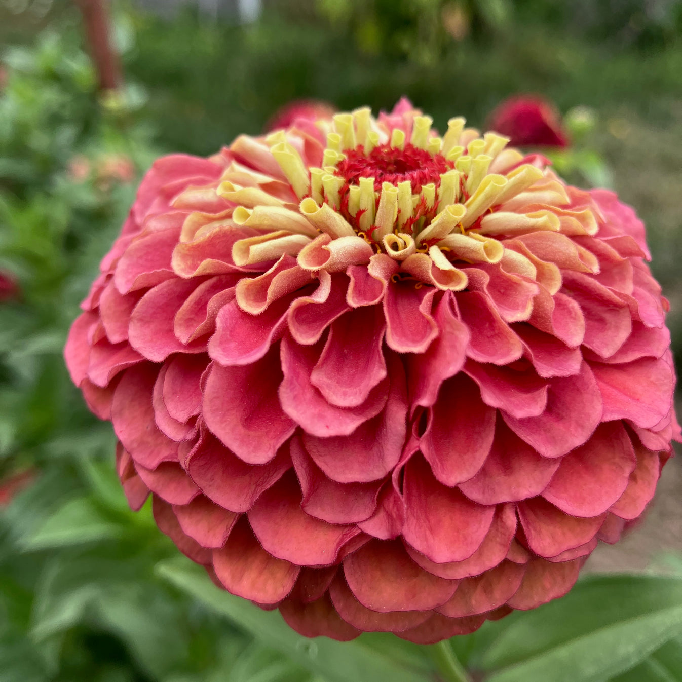 Zinnia ⁃ Organic Seed - Queeny Red Lime – Summertime Seed Co.